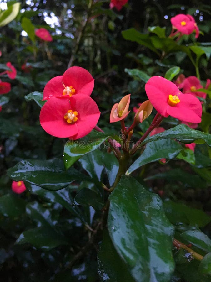 Popi red flower stock photo. Image of small, background - 252379688