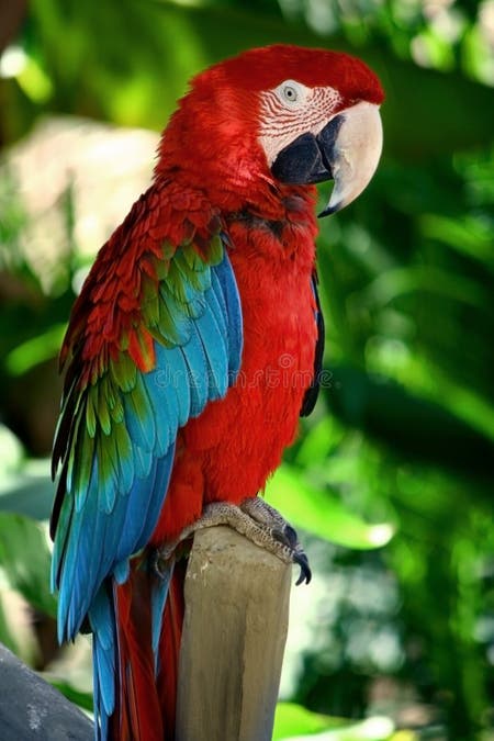 Popinjay bird stock photo. Image of beak, multicoloured - 16146956