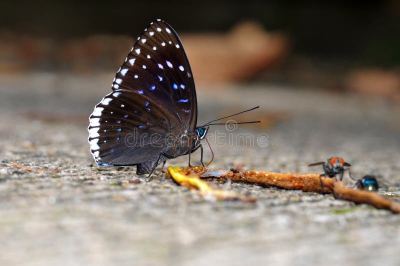 Butterfly Popinjay Thailand Stock Photos - Free & Royalty-Free Stock ...