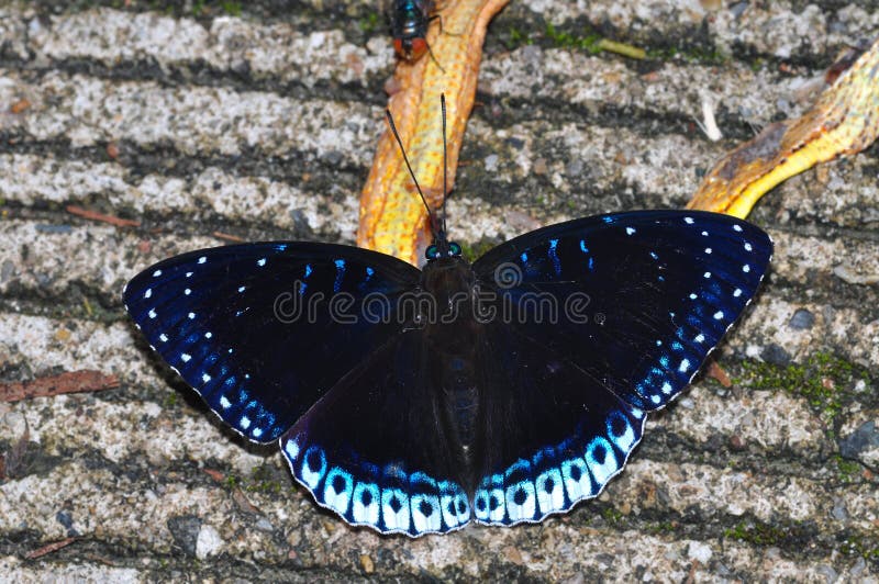 Popinjay butterfly stock photo. Image of nymphalidae - 21514408