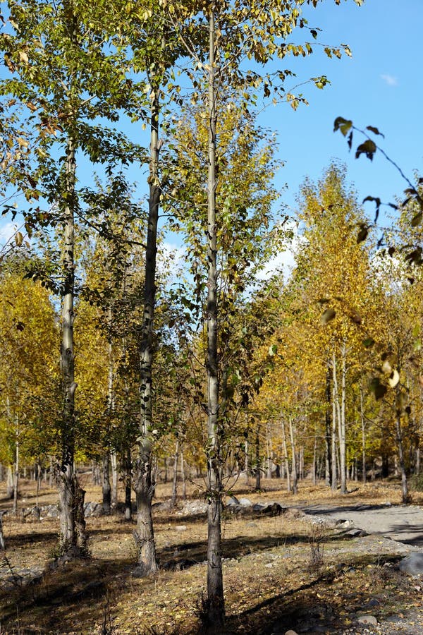 Poplar stock image. Image of autumn, path, mountain, chuanxi - 17335283
