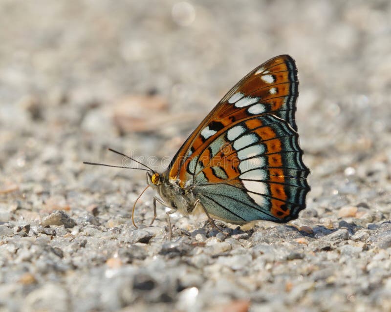 Poplar Admiral (Limenitis Populi) Stock Image - Image of poplar, white ...