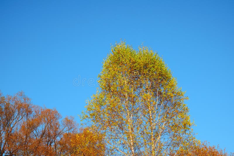 Poplar with Autumn Leaves on the Open Sky Stock Photo - Image of ...