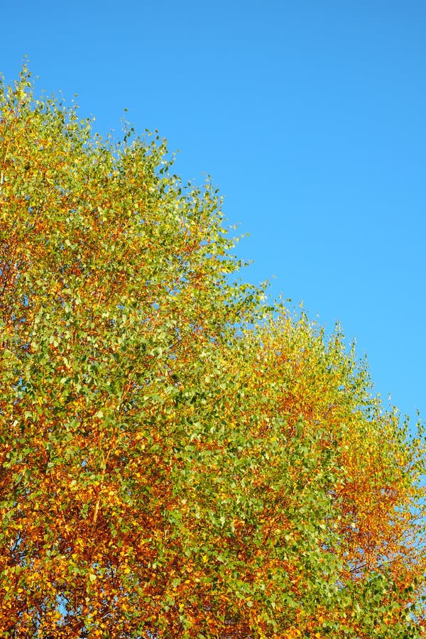 Poplar with Autumn Leaves on the Open Sky Stock Image - Image of ...