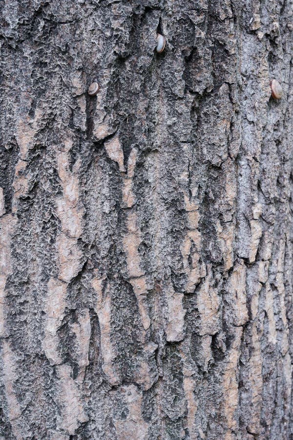 Poplar Bark Background Natural Texture Stock Image - Image of bark ...