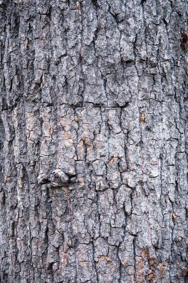 Poplar Bark Background Natural Texture Stock Image - Image of ...