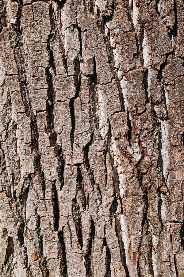 8K Bark Roughness Texture, Height Map Or Specular For Imperfection Map ...