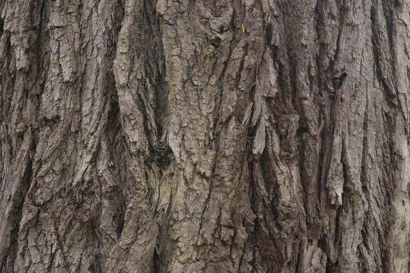 Poplar Bark Texture Background Stock Image - Image of nature ...
