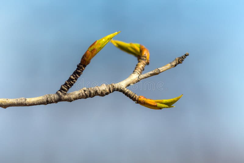 Poplar branch in fluff stock photo. Image of seed, pollen - 189366614
