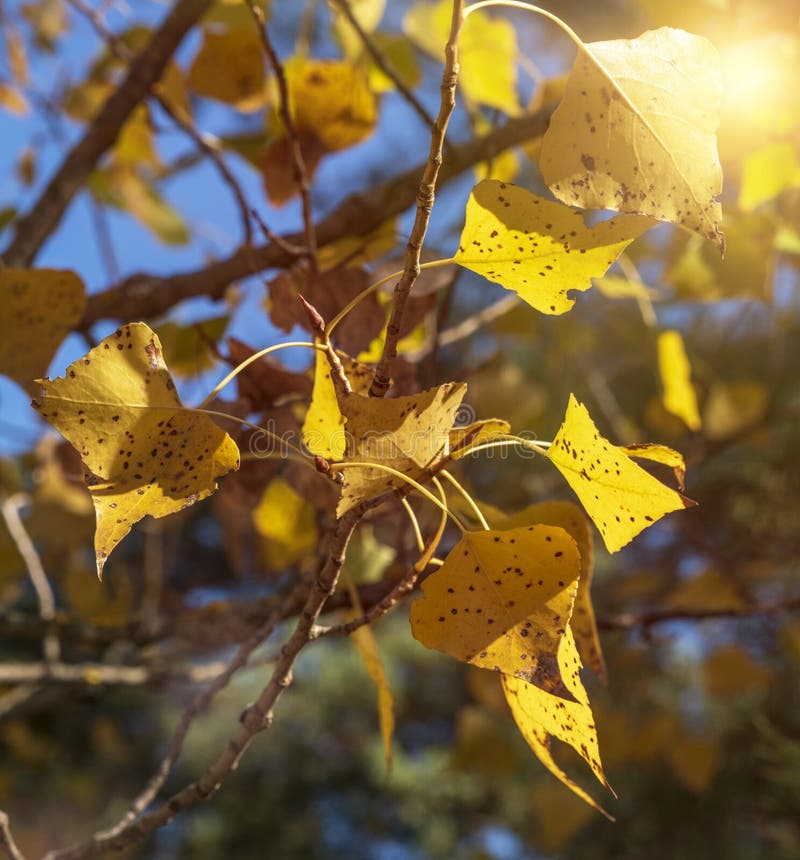 Poplar Branch with Yellow Leaves Stock Image - Image of poplar, branch ...