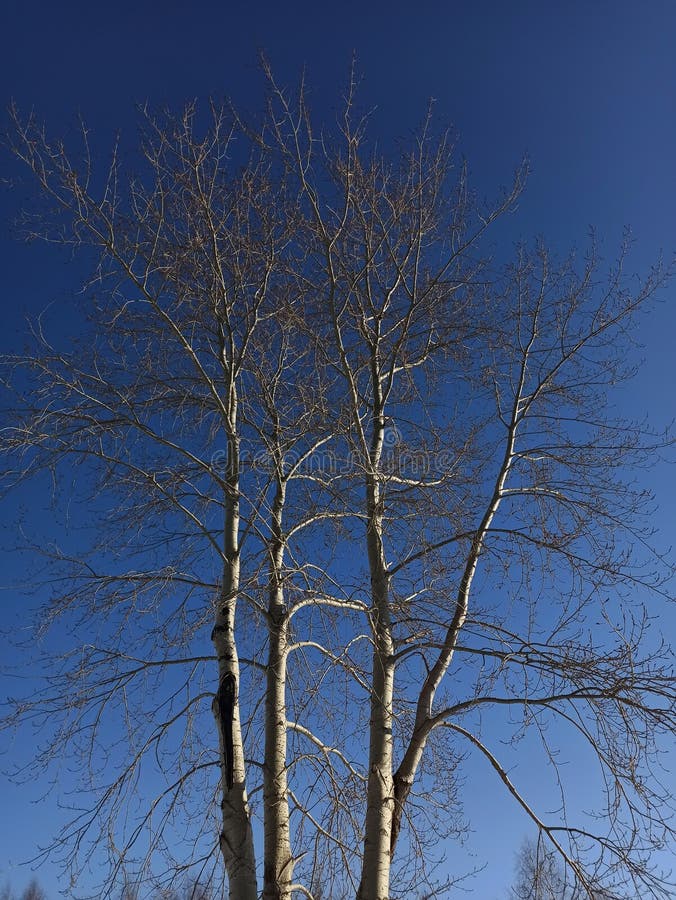 Poplar Branches on Blue Sky Stock Photo - Image of view, sunny: 210848854