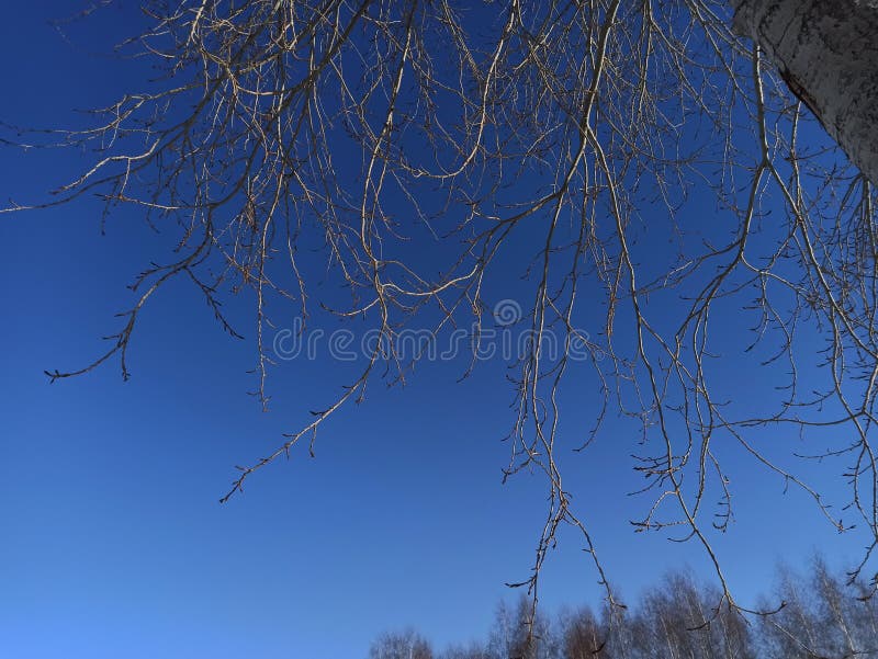 Poplar Branches on Blue Sky Stock Image - Image of sunlight, angle ...