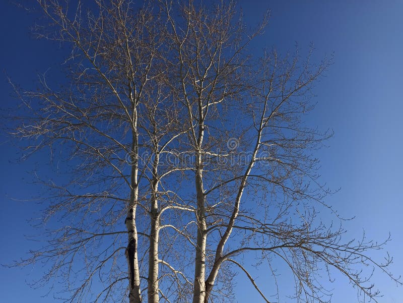 Poplar Branches on Blue Sky Stock Photo - Image of blue, background ...