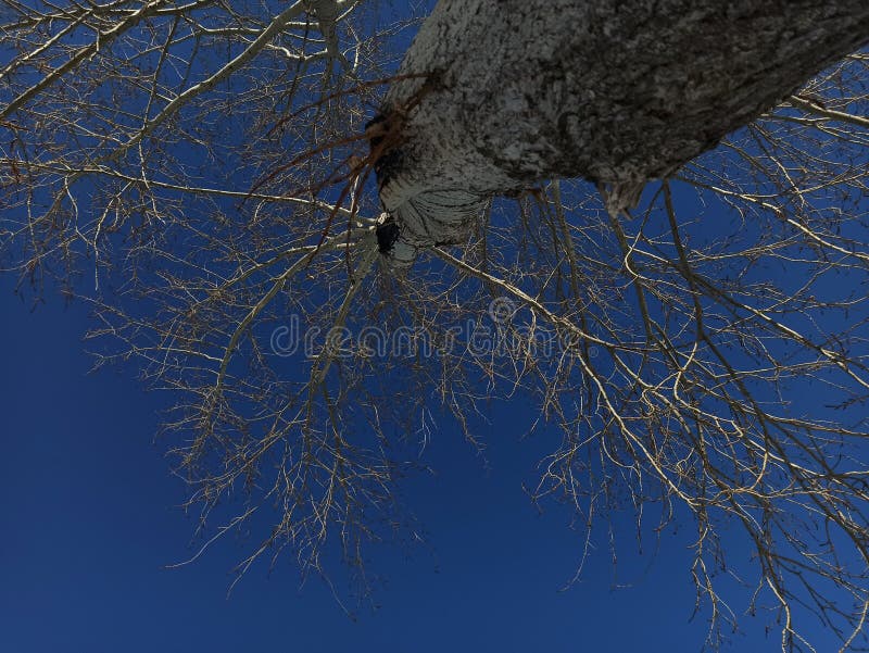 Poplar Branches on Blue Sky Stock Image - Image of february, hanging ...