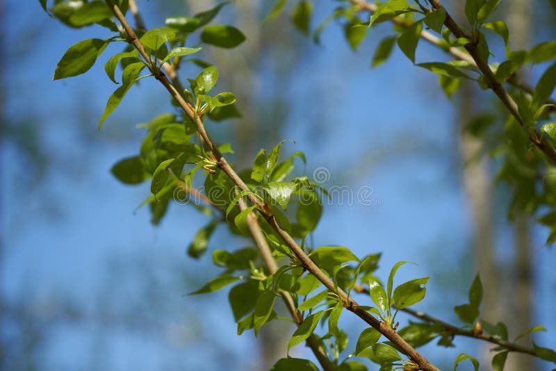 Poplar stock image. Image of foliage, tree, spring, leaf - 146941803