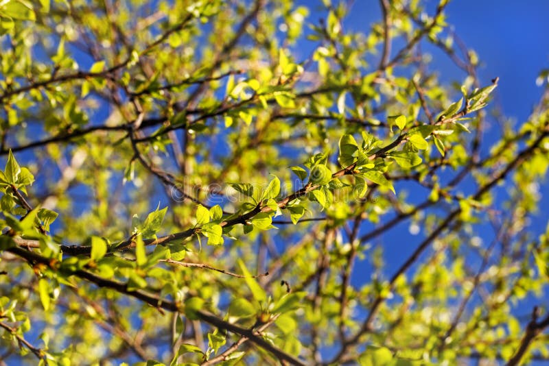 Poplar Branches with Young Leaves Stock Image - Image of forest, bush ...