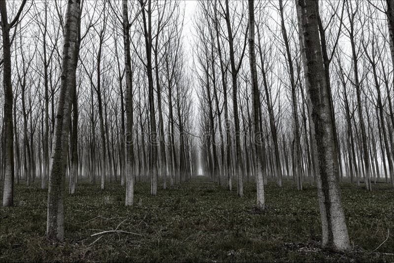 Poplar Cultivation, Trees in the Plains. Friulian Countryside Stock ...