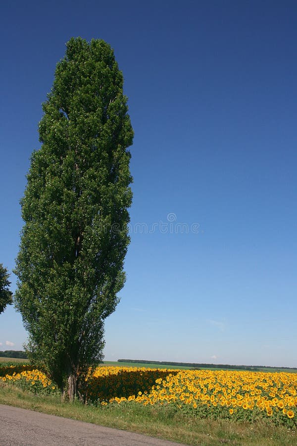 Poplar on the Edge of a Field of Blooming Sunflowers Stock Photo ...