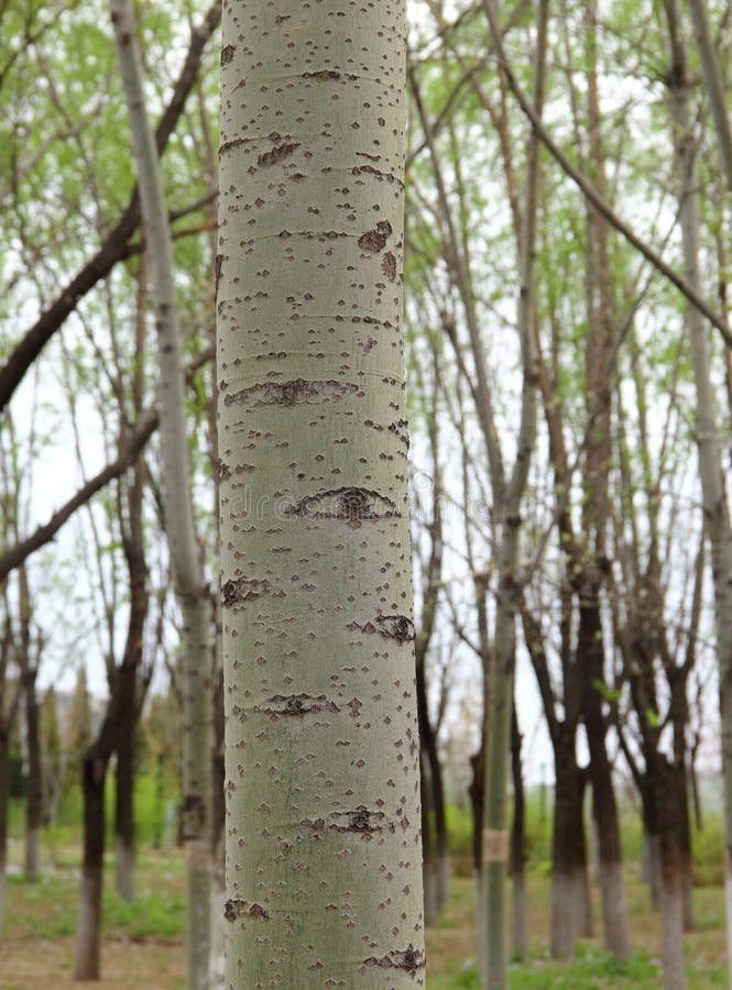 Grey Poplar Populus X Canescens. Tree with Eyes. Stock Photo - Image of ...
