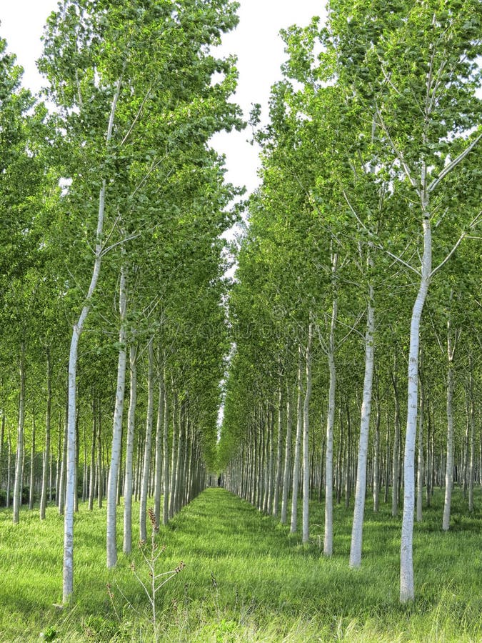 Poplar Field in Tuscany, Italy. Stock Image - Image of color ...