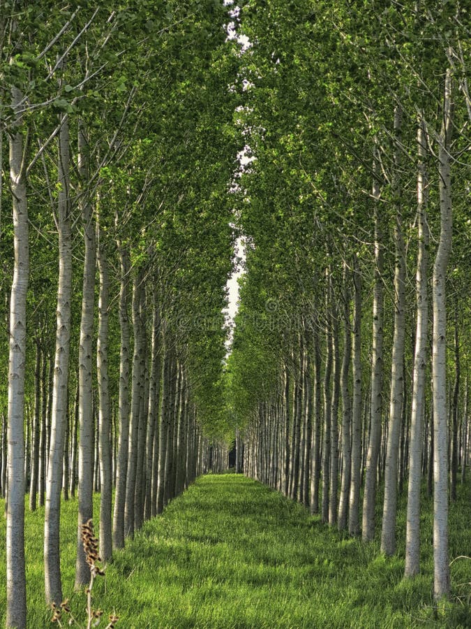 484 Italy Poplar Tree Stock Photos - Free & Royalty-Free Stock Photos ...