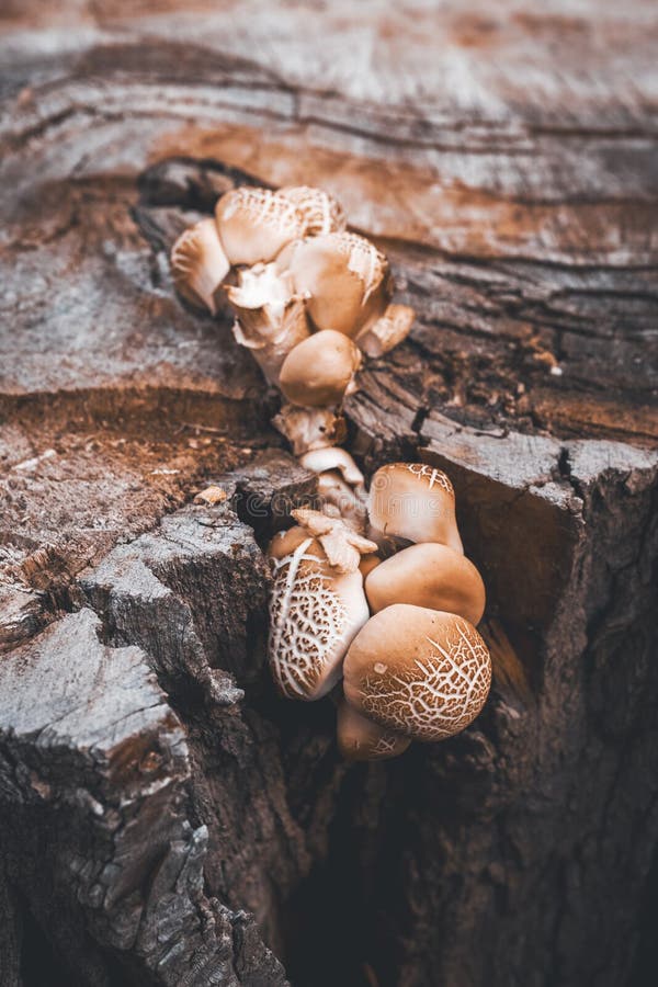 Poplar Fieldcap Fungi Growing on Tree Stump Stock Image - Image of ...