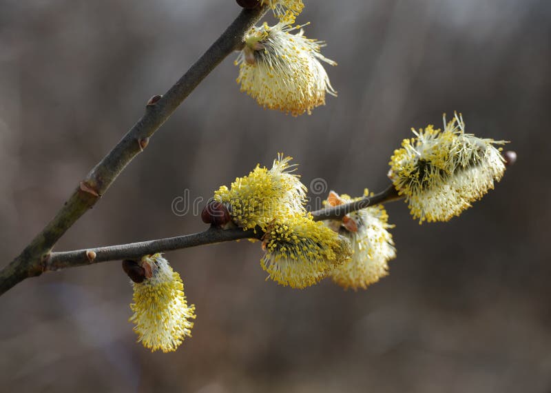 Flowering Catkins Of A Poplar Stock Photo - Image of long, blue: 61264920