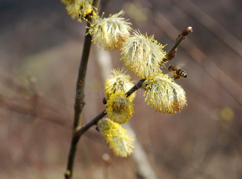 Poplar Flowering Catkins in Spring Stock Photo - Image of background ...