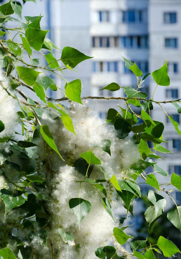 Poplar Fluff. Poplar Blossom Season Against the Backdrop of Urban ...