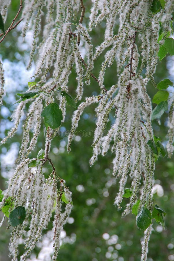 Poplar fluff on branch stock image. Image of wool, allergy - 19993215