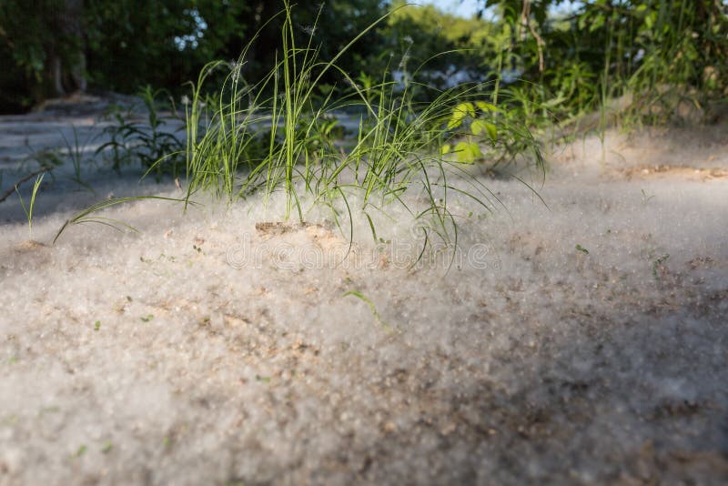Poplar Fluff on the Branch Closeup Stock Photo - Image of healthy ...