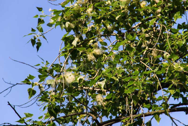 Poplar Fluff on the Branch Closeup Stock Image - Image of forest, high ...