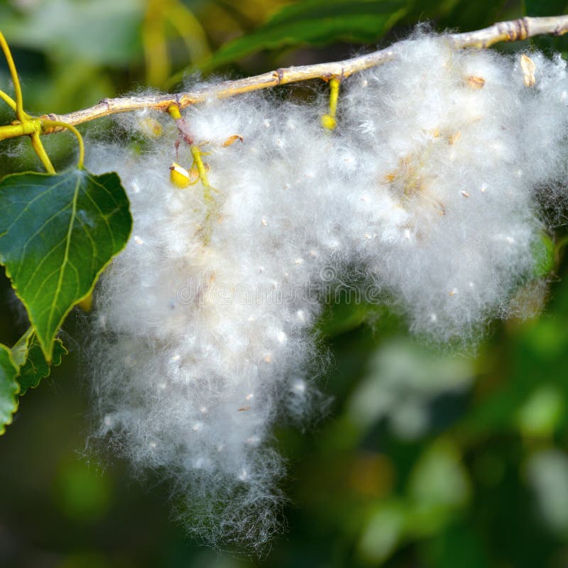 Poplar fluff on the branch stock image. Image of blossom - 378000337