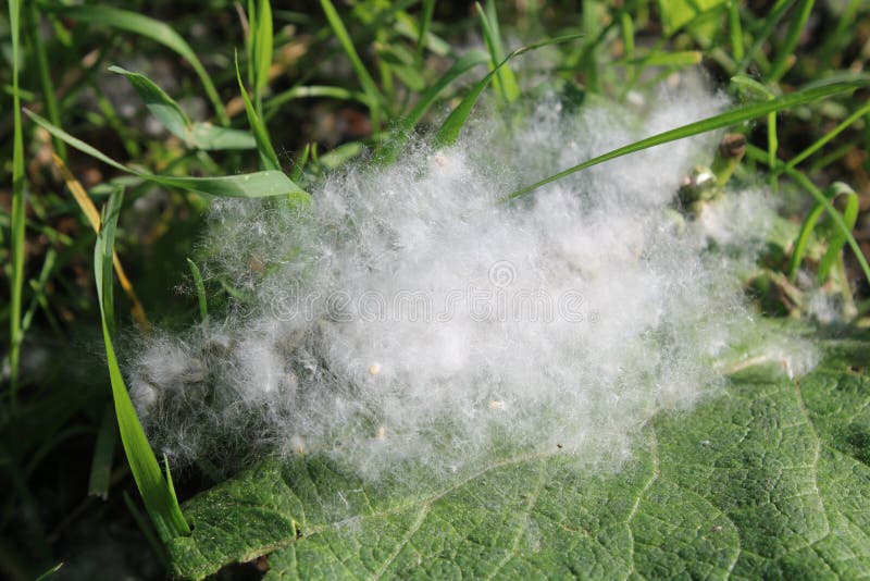 Poplar Fluff Close-up in a Meadow on a Large Burdock Leaf Stock Photo ...