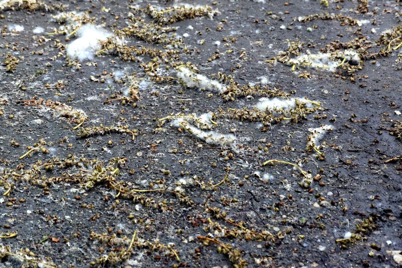 Poplar Fluff and Poplar Earrings on the Ground after Rain Stock Image ...
