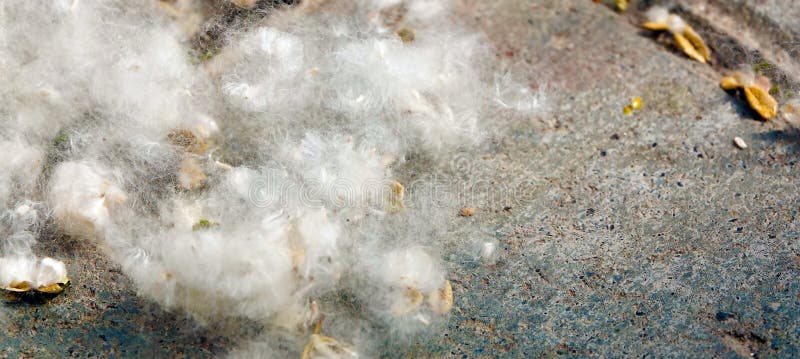 Poplar fluff stock photo. Image of poplar, tree, fluff - 256126672