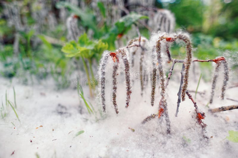 Poplar Fluff Fell from the Branches of a Tree the Foot of the Earth in ...