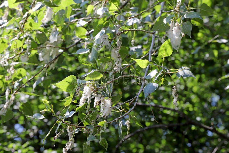 Poplar Fluff Flies and Make Allergies Stock Image - Image of summer ...