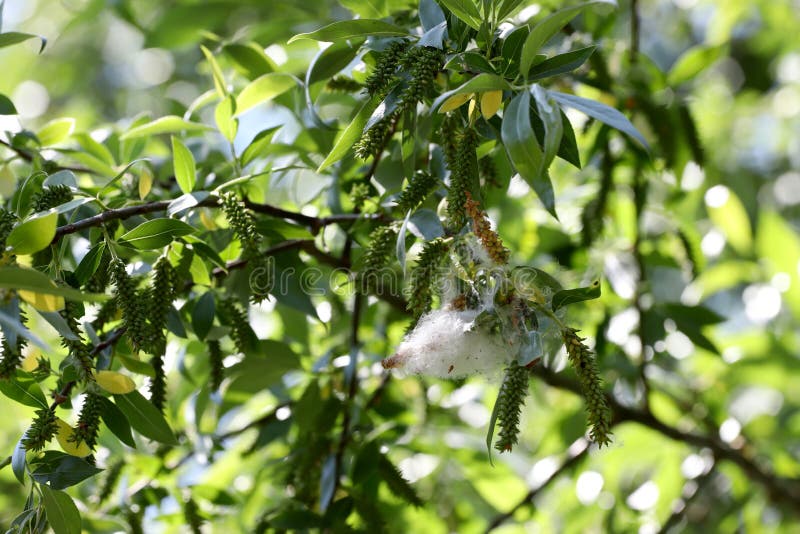 Poplar Fluff Flies and Make Allergies Stock Photo - Image of blossom ...