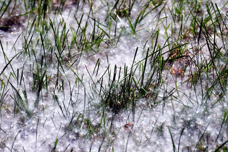 Poplar Fluff on the Grass and in the Air Stock Photo - Image of flora ...