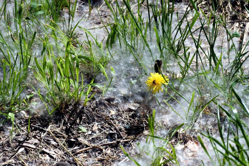 Poplar Fluff on the Grass and in the Air Stock Photo - Image of ...