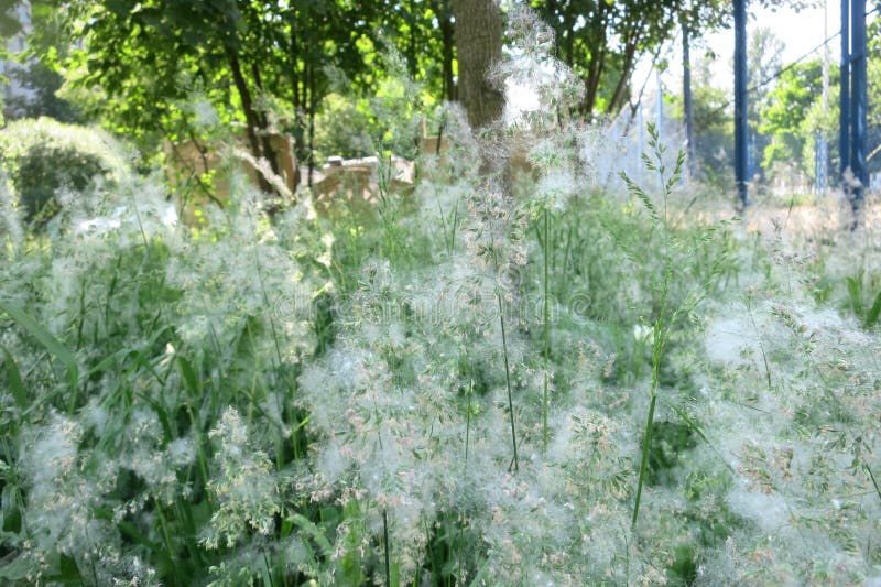 Poplar fluff on grass stock image. Image of soft, cottonwood - 252533651