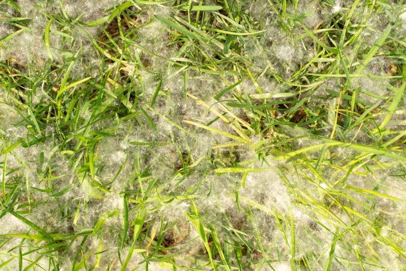 Poplar Fluff on Green Grass Stock Image - Image of cover, branch: 184756167