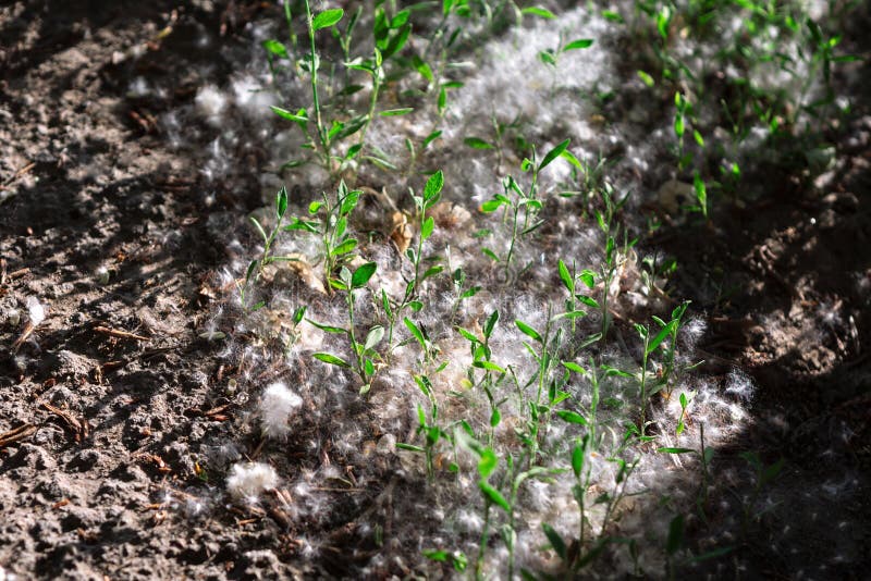 Poplar fluff on the ground stock photo. Image of outdoor - 317737214