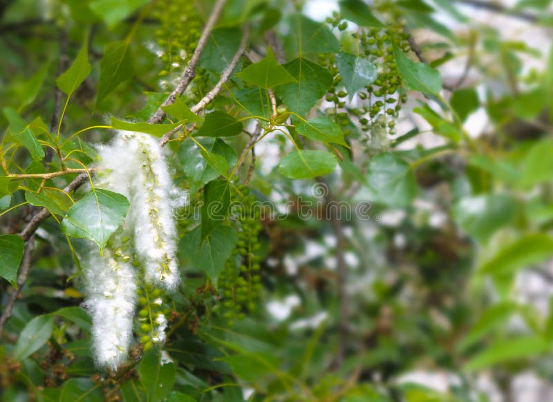Poplar fluff and leaves stock image. Image of white - 146504667