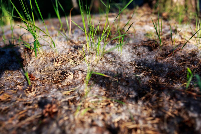 Poplar Fluff Lies on the Ground in the Forest, Grass Sprouts at Sunset ...