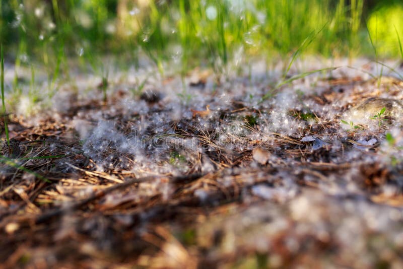 Poplar Fluff Lies on the Ground in the Forest, Grass Sprouts at Sunset ...