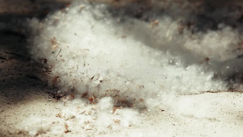 Poplar Fluff Lies on the Ground, the Roots of a Large Tree are Visible ...