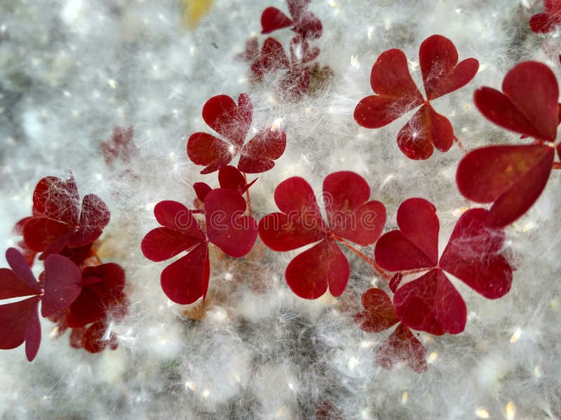 Poplar fluff stock photo. Image of play, leaves, seasonal - 141866016