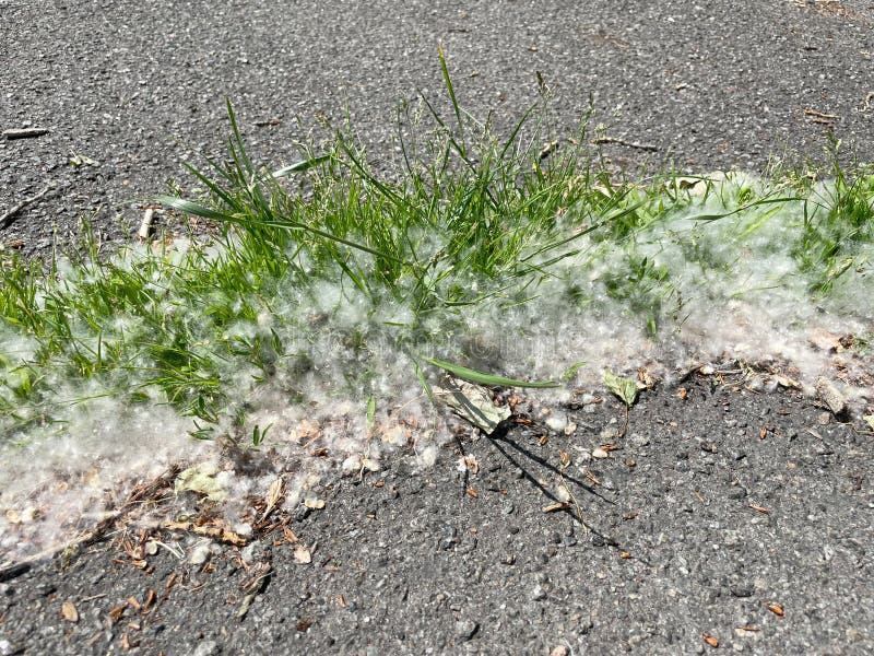 Poplar Fluff, Outdoors in the Grass, Allergen Stock Photo - Image of ...